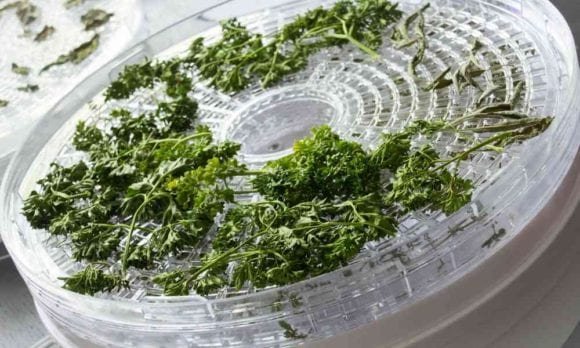 How a Food Dehydrator Works: Explained Simply Ask ChatGPT