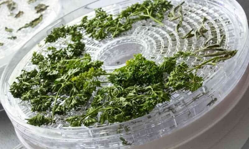 How a Food Dehydrator Works: Explained Simply Ask ChatGPT